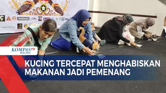 Lucu dan Menggemaskan! Adu Cepat Lomba Kucing Makan