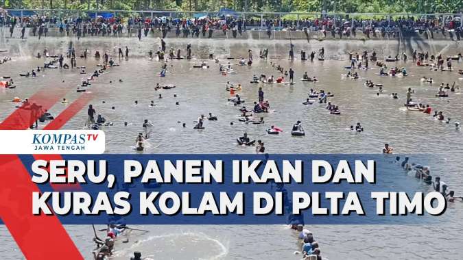 Seru, Panen Ikan dan Kuras Kolam di PLTA Timo