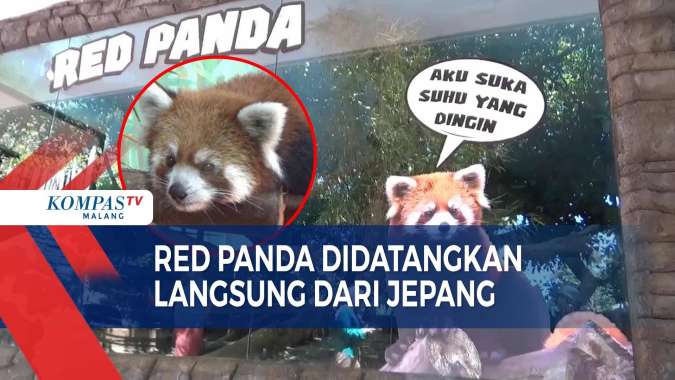 Lucu dan Gemas!! Kehadiran Red Panda dari Jepang, Penghuni Baru di Batu ...
