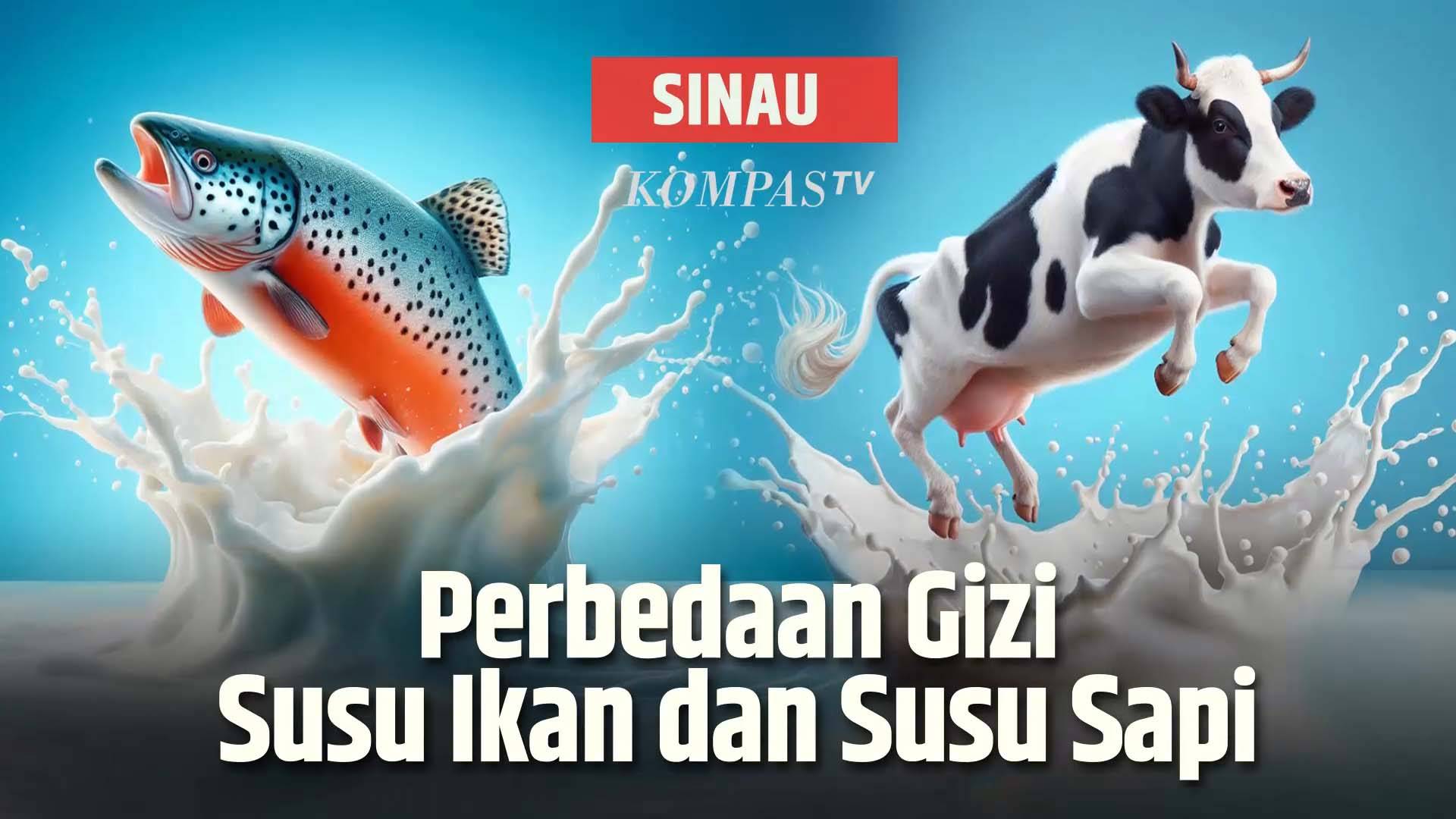 Video: Ternyata Begini Perbedaan Gizi Susu Ikan dengan Susu Sapi ...