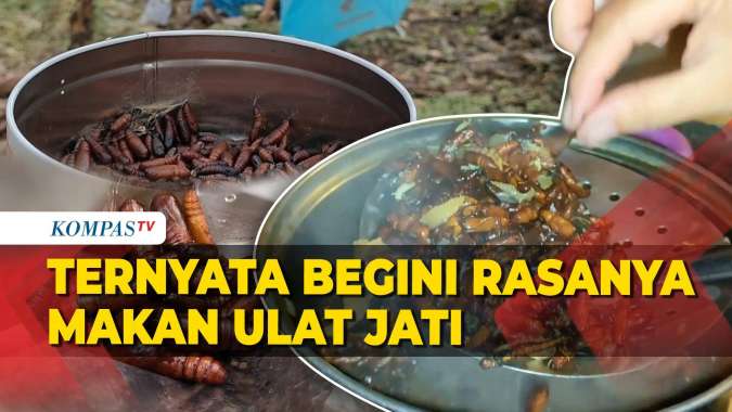 Mencoba Kuliner Ekstrem Kepompong Ulat Jati Gunung Kidul, Begini Sensasinya saat Dikunyah