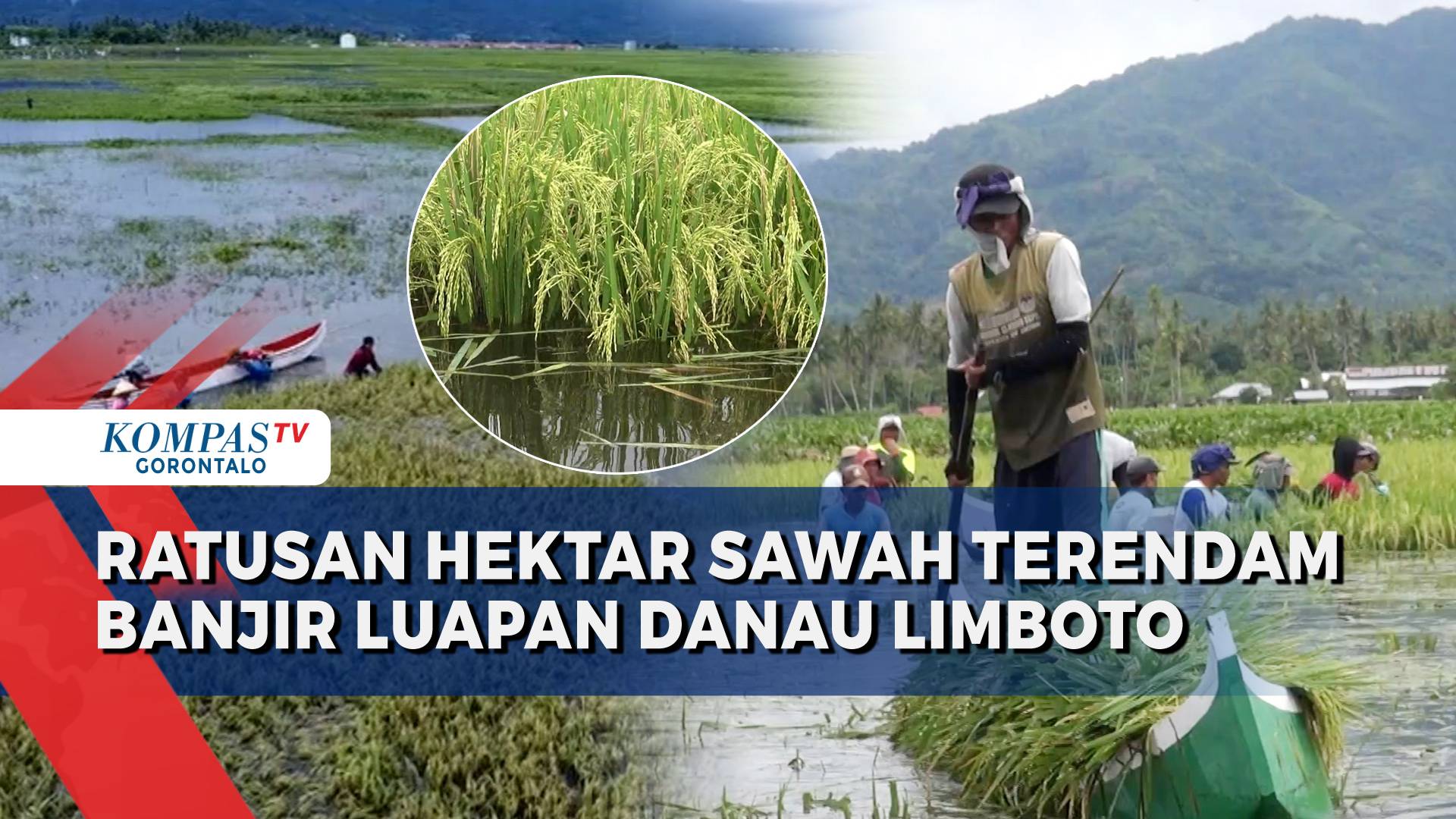 Video: Ratusan Hektar Sawah di Gorontalo Terendam Banjir Luapan Danau Limboto, Petani Merugi