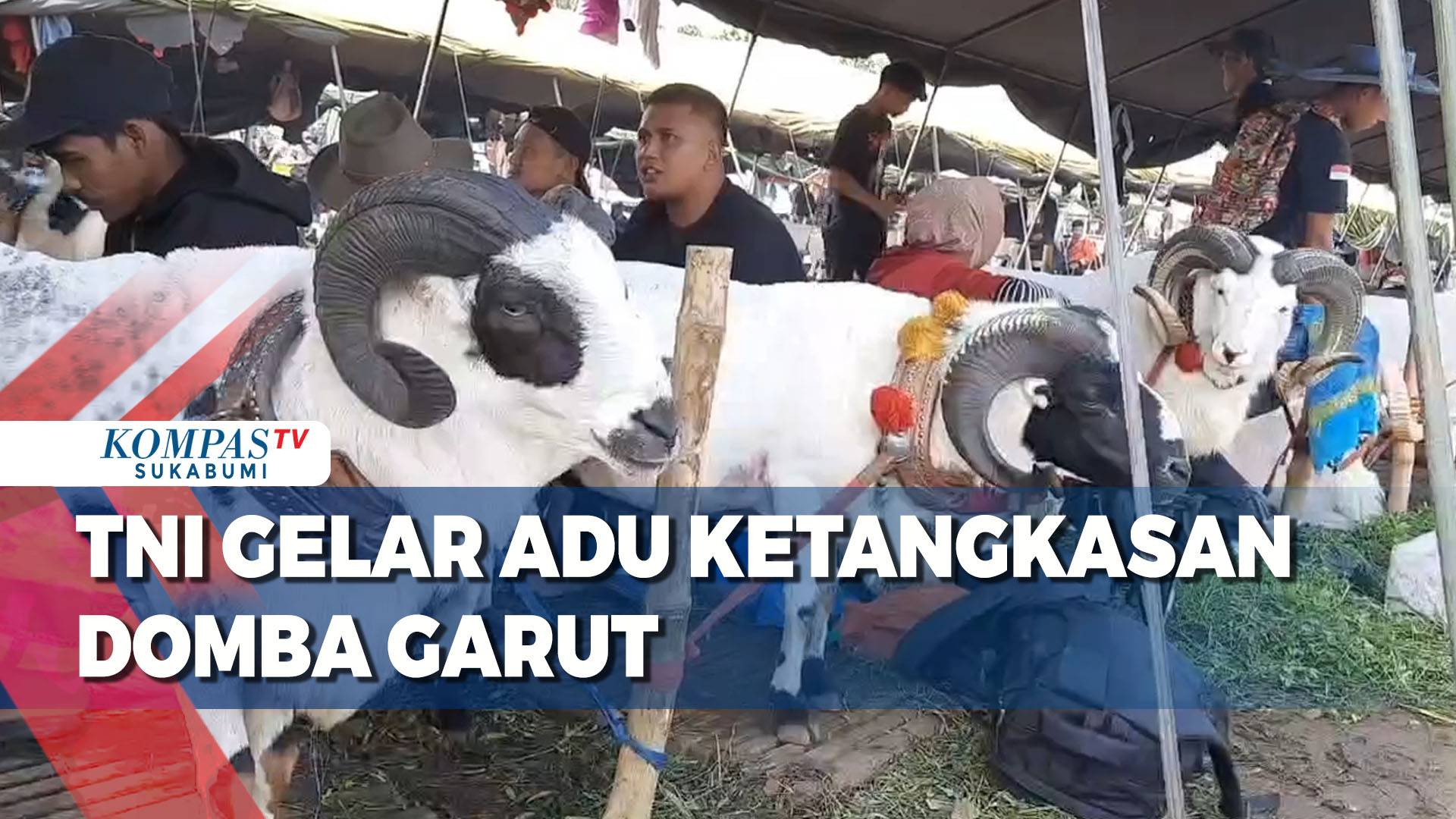 Video: TNI Gelar Adu Ketangkasan Domba Garut Yang Diikuti Ratusan Peternak