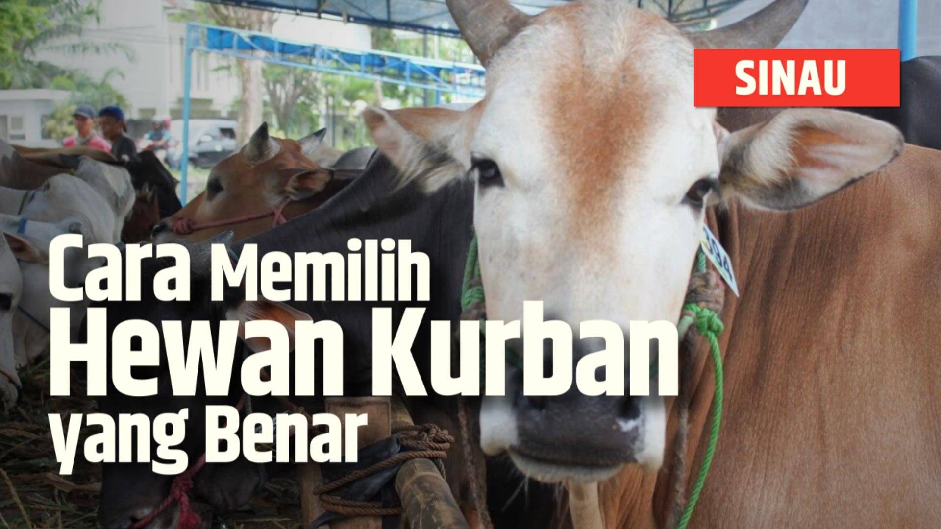 Video: Iduladha 2025, Simak Tips Memilih Hewan Kurban Sesuai Syariat Berikut | SINAU
