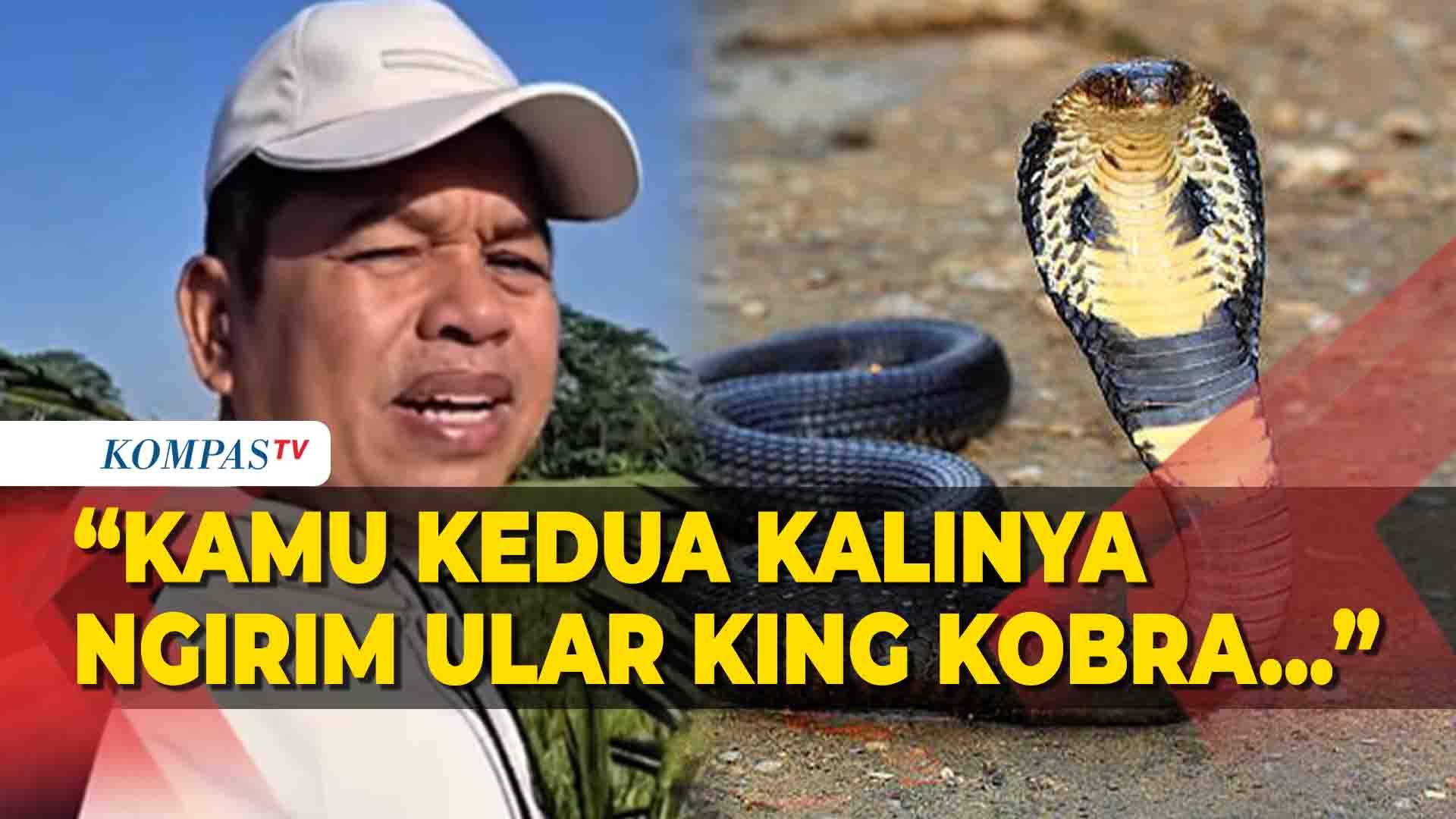 Video: Dedi Mulyadi Ngaku Dikirimi Ular King Kobra ke Rumahnya, Ancam Tangkap Pelaku