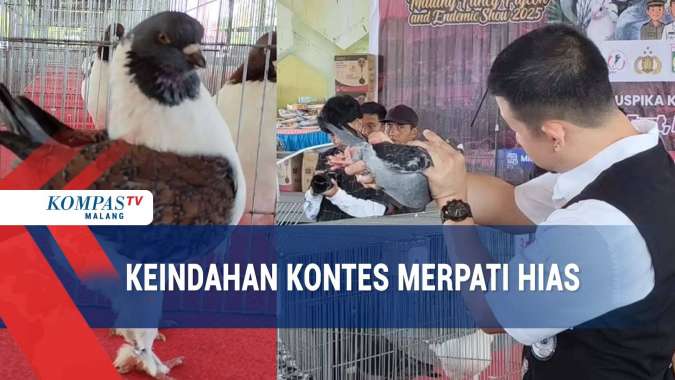 Melihat Adu Keindahan Merpati Hias Dalam Kontes