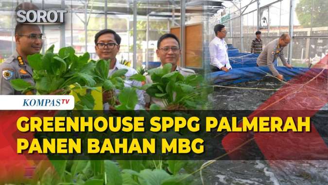 Greenhouse SPPG Palmerah Panen Sawi dan Nila untuk Bahan MBG