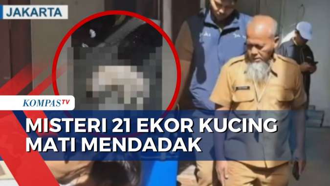 Bangkai 21 Kucing yang Mati Mendadak Dievakuasi dan Diuji Lab