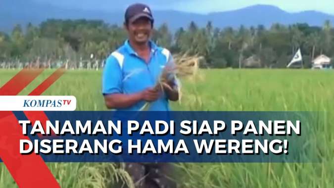 Padahal Sudah Siap Panen, Puluhan Hektare Tanaman Padi Malah Diserang ...