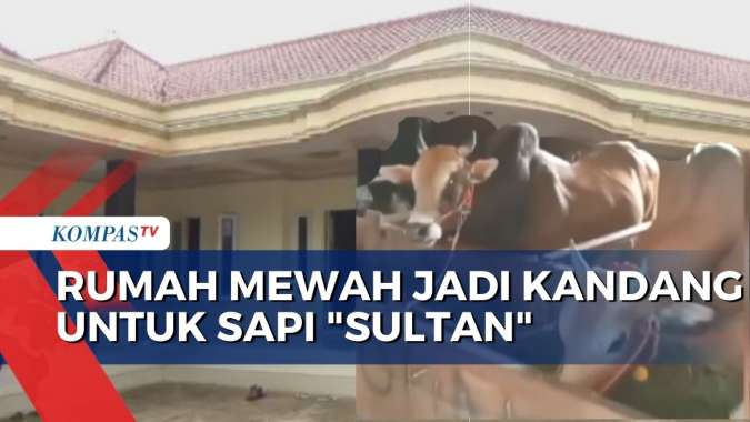 Perlakuan Spesial Untuk Sapi "Sultan", Kandangnya Rumah Mewah!