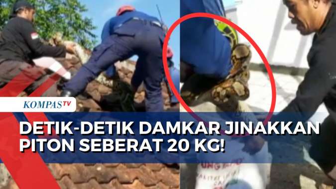 Detik-Detik Perjuangan Petugas Damkar Menjinakkan Ular Piton Seberat 20 KG Detik-Detik Perjuangan Petugas Damkar Menjinakkan Ular Piton Seberat 20 KG