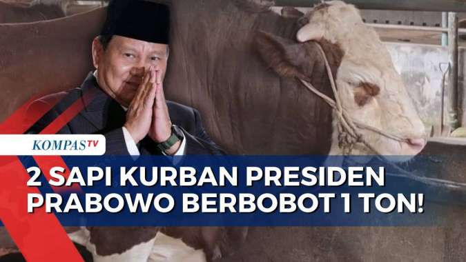 Presiden Prabowo Beli 2 Sapi Limosin Berbobot 1 Ton, Harga Capai Rp 115 ...