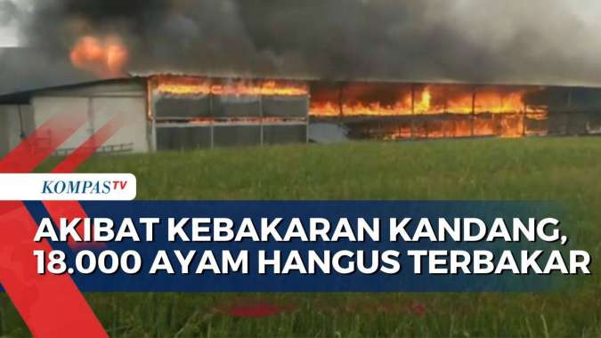 Akibat Kebakaran Kandang di Madiun, 18.000 Ayam Hangus Terbakar