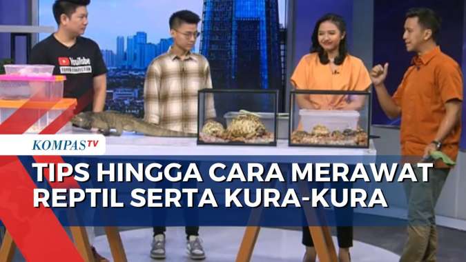 Kura-Kura dan Reptil, Hewan Peliharaan yang Unik, Setia, serta Mudah Dirawat