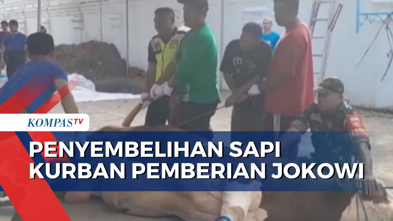 Video: Proses Penyembelihan Sapi Kurban Presiden Jokowi di Solo