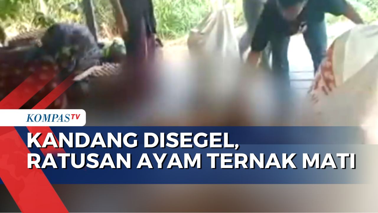 Video: Kandang Disegel Karena Langgar Aturan, Ratusan Ayam Ternak Mati ...