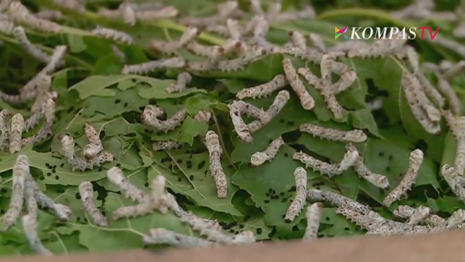 Di Taman Ini Ada Budidaya Murbei & Ulat Sutra