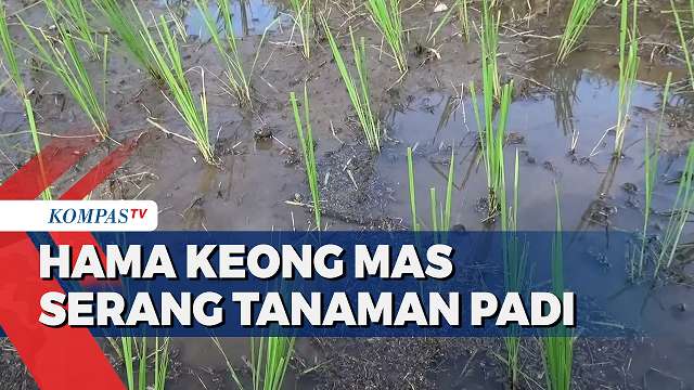 Tanaman Padi Terserang Hama Keong Mas