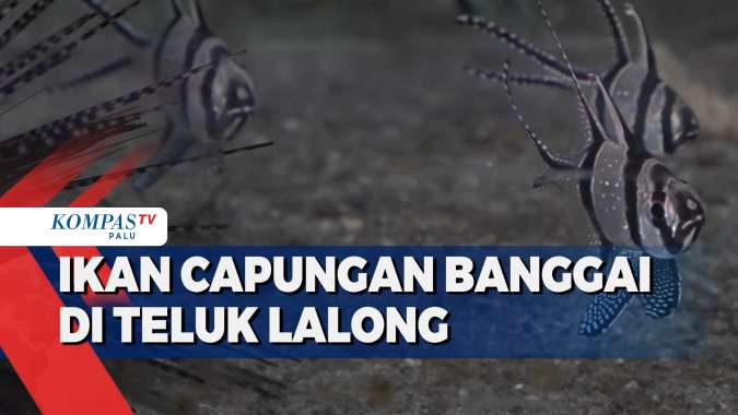 Budidaya Ikan Capungan Banggai di Teluk Lalong