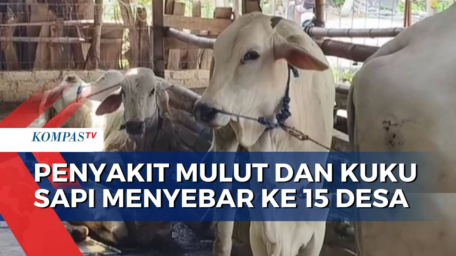 Video: Penyakit Mulut dan Kuku Kembali Menjangkit Sapi-Sapi di Rembang ...