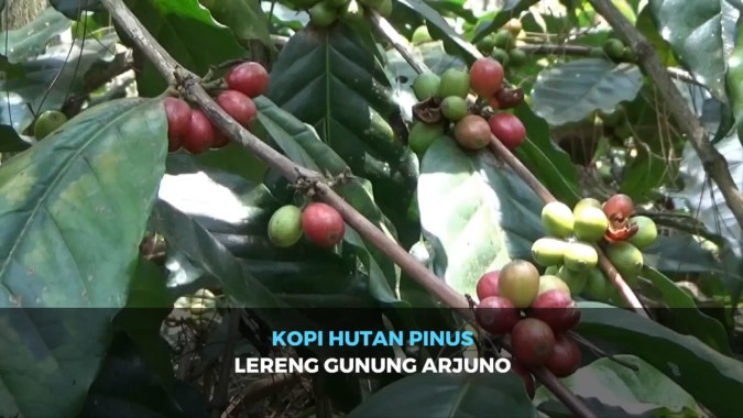Kopi Hutan Pinus Lereng Gunung Arjuno