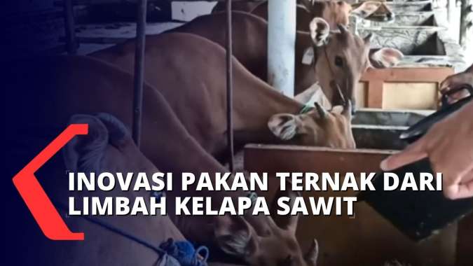 Inovasi Pakan Ternak Berbahan Probiotik, Bisa Bikin Sapi Cepat Besar!