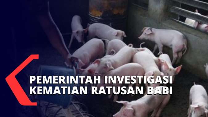 Serangan Demam Babi Afrika 221 Babi Mati Mendadak