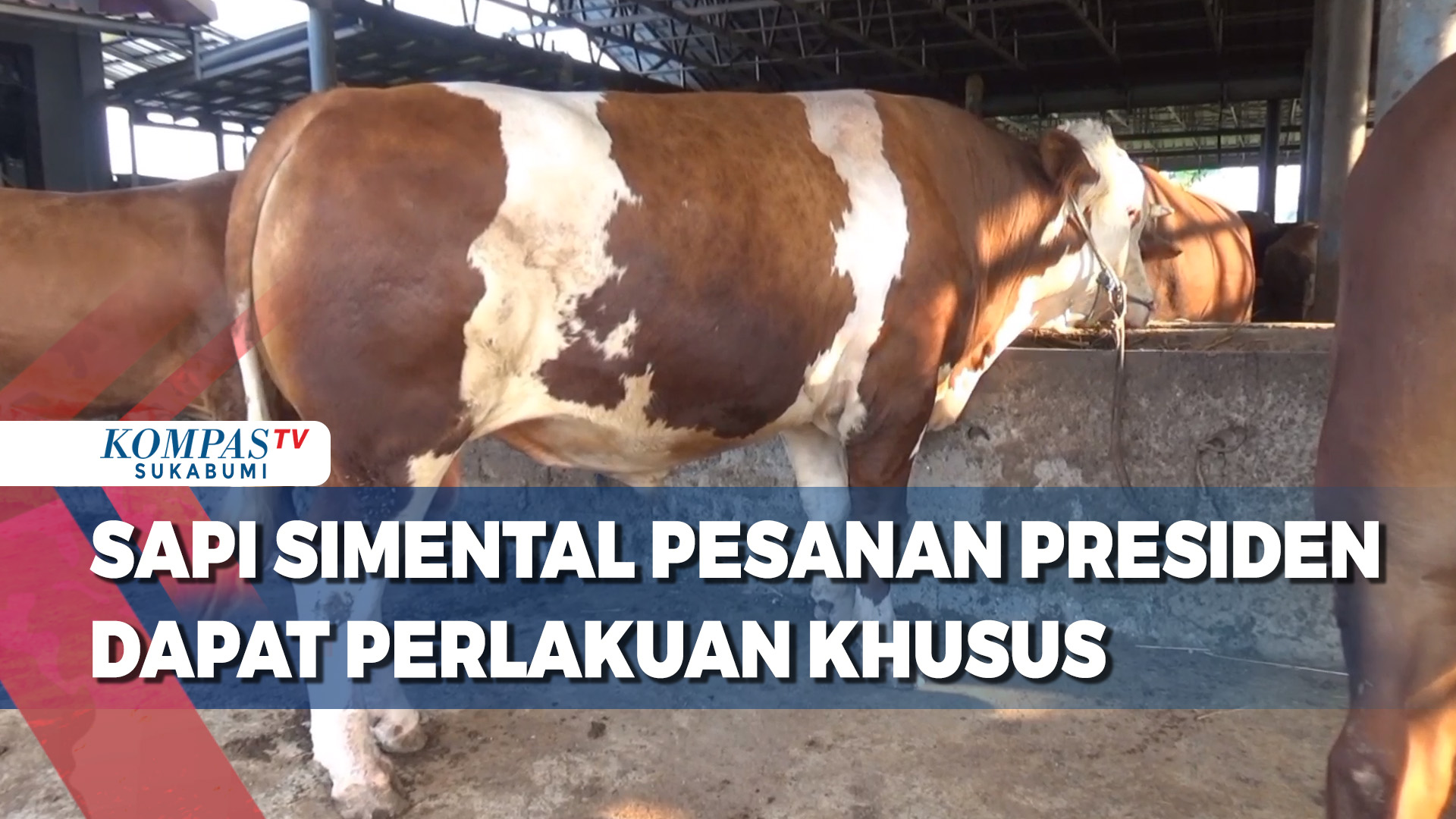 Video: 3 Ekor Sapi Simental Pesanan Presiden Dapat Perlakuan Khusus