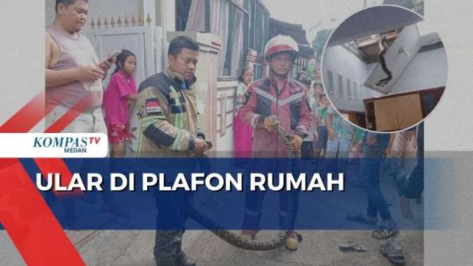 Penampakan Ular Piton Sembunyi di Rumah Warga di Medan