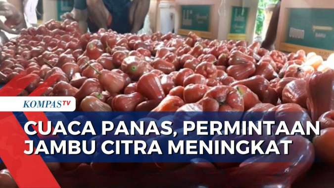 Jambu Citra Demak Laris Manis di Pasar Nasional, Harga Tembus 35 Ribu ...