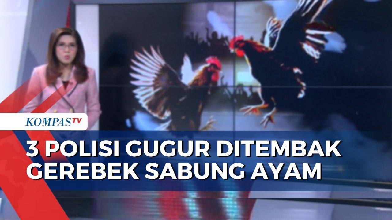 Video: Deretan Fakta Kasus 3 Polisi Gugur Ditembak Terduga TNI saat Gerebek Sabung Ayam