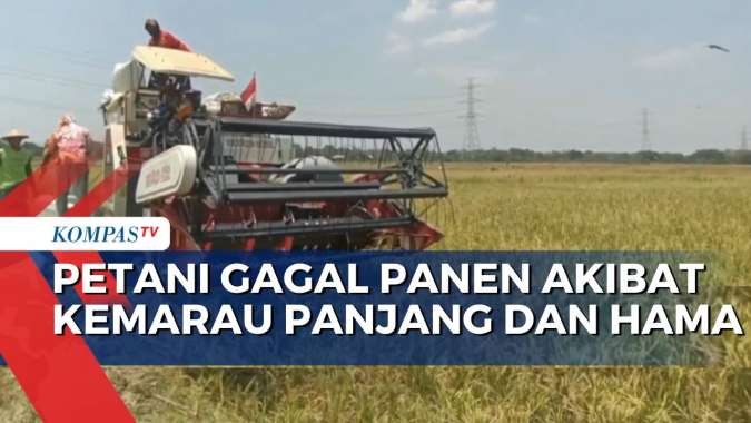 Petani di Purwodadi Alami Gagal Panen Karena Kemarau Panjang dan Hama Wereng
