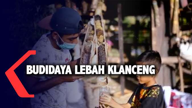 Budidaya Lebah Klanceng