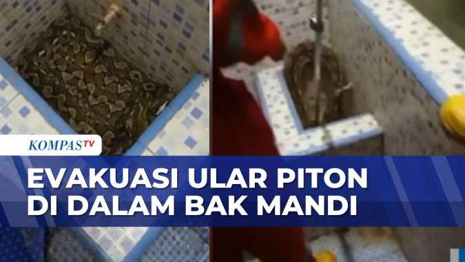 Mengerikan! Ular Piton 4 Meter di Dalam Bak Mandi Dievakuasi