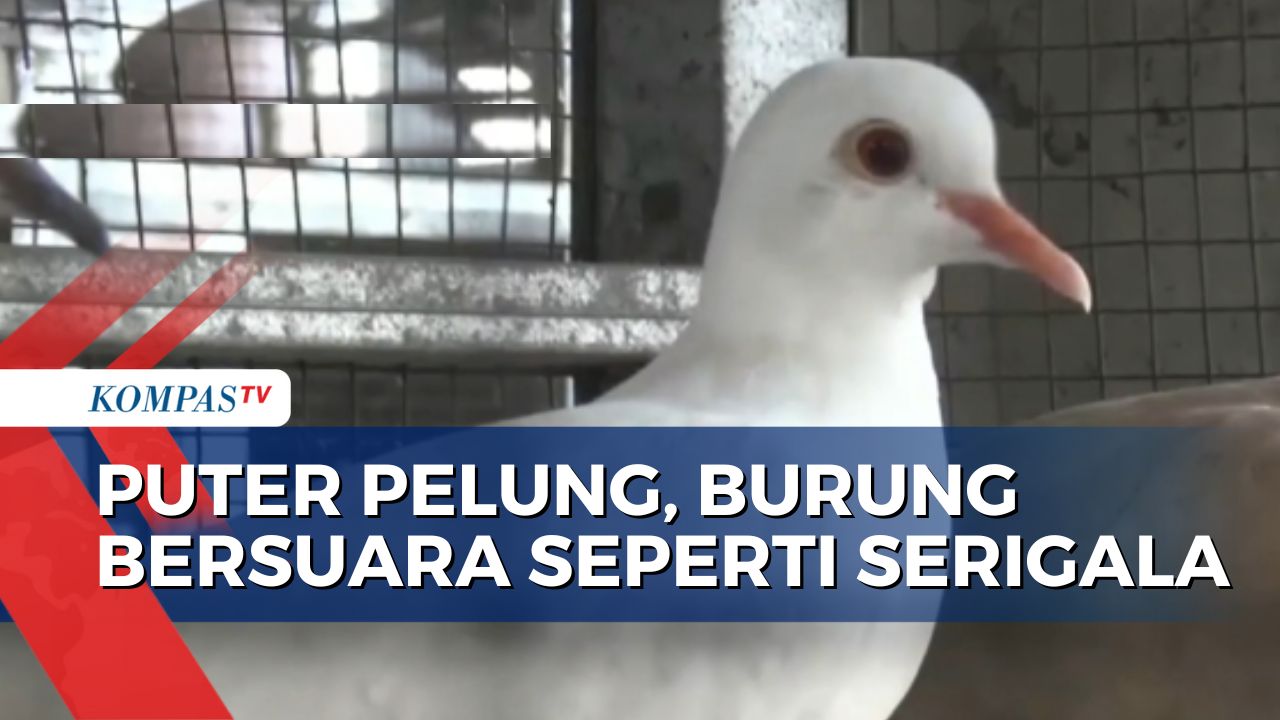 Video: Budidaya Burung Puter Pelung, Warga Jember Raup Untung Rp5Juta ...