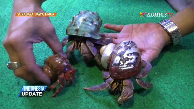Keong Berusia 70 Tahun Menarik Perhatian Pengunjung