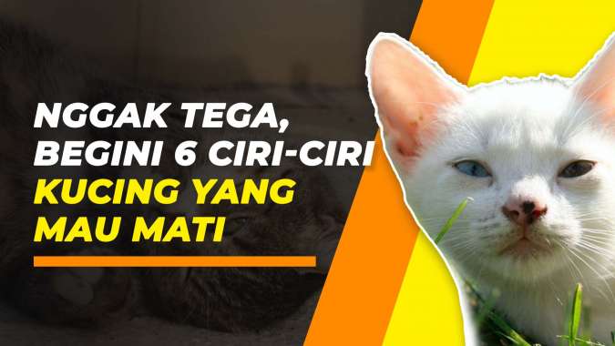 6 Ciri-Ciri Kucing Mau Mati yang Perlu Diperhatikan