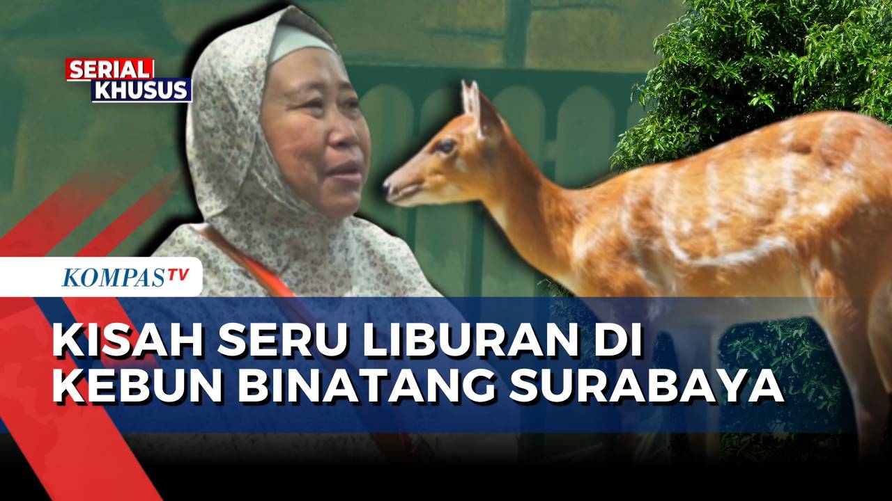 Video: [FULL] Libur Lebaran Seru di Kebun Binatang Surabaya, Tawarkan ...