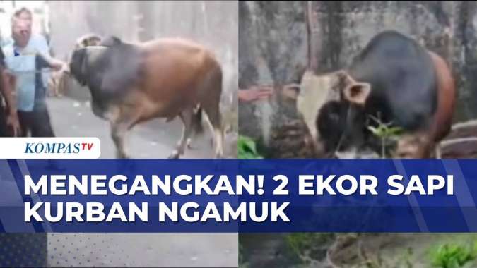 Panik! Insiden 2 Ekor Sapi di Kebon Jeruk Ngamuk | KOMPAS PETANG