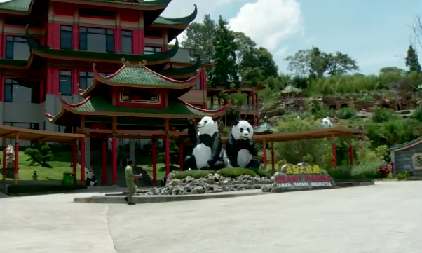 Yuk, Lihat Istana Panda Indonesia di Taman Safari