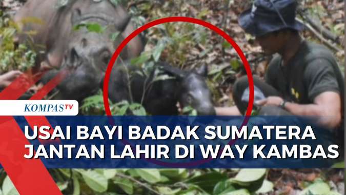 Momen Bayi Badak Sumatera Jantan Lahir di Taman Nasional Way Kambas