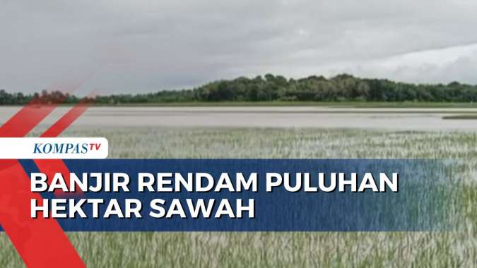 Akibat Curah Hujan Tinggi, Puluhan Hektar Sawah di Desa Cipedang Lebak Terendam Banjir