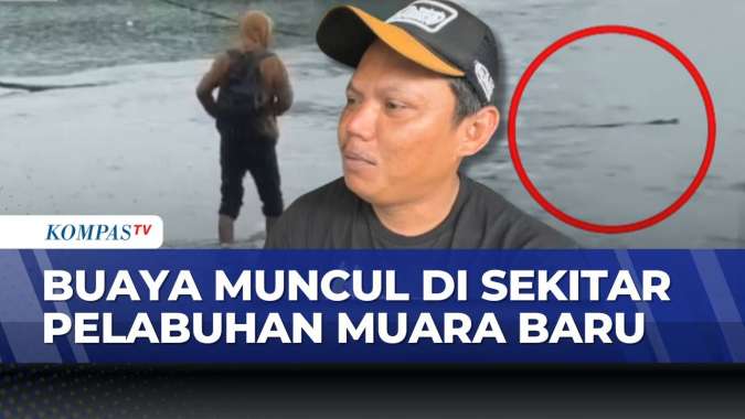 Viral! Penampakan Buaya di Muara Baru, Nelayan Minta Evakuasi Demi ...