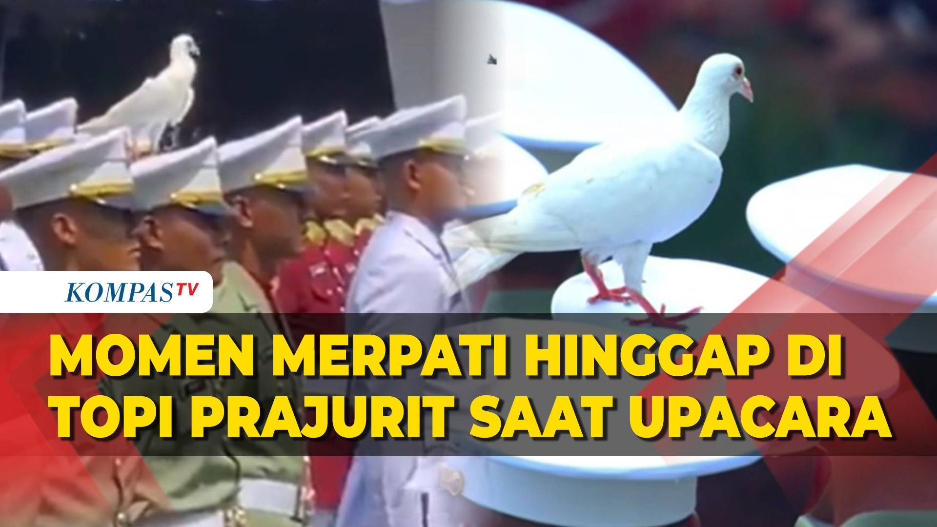 Video: Momen Merpati Hinggap di Topi Prajurit saat Upacara HUT ke-80 RI ...
