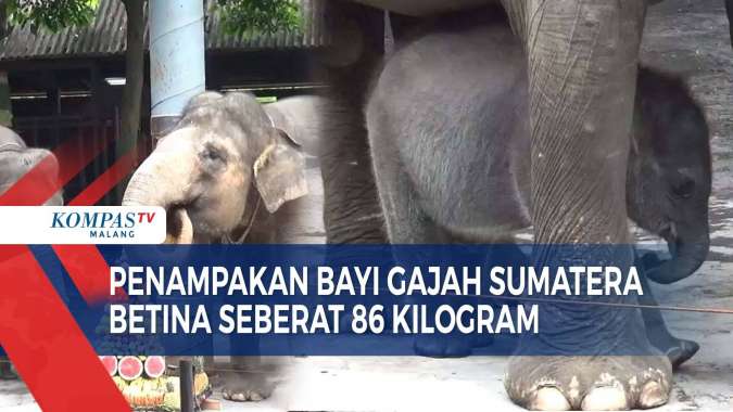 Lucu dan Gemas! Bayi Gajah Sumatera Lahir di 'Secret Zoo' Batu