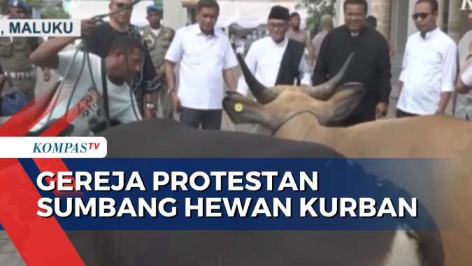 Momen Toleransi Umat Beragama, Gereja Protestan di Ambon Sumbang Sapi ...