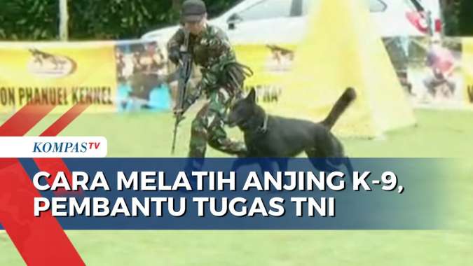 Begini Proses Pelatihan Anjing German Shepherd untuk Membantu Tugas ...