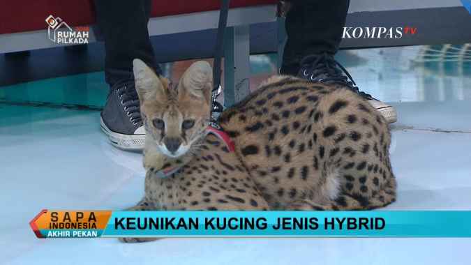 Cara Merawat Kucing Jenis Hybrid dan Exotic