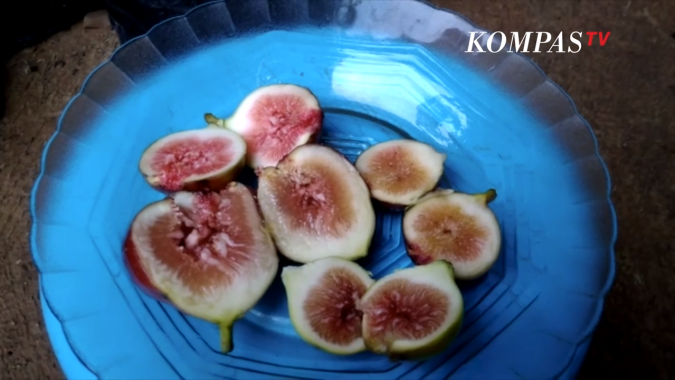 Mengenal Buah Tin Buah Surga Dengan Banyak Manfaat