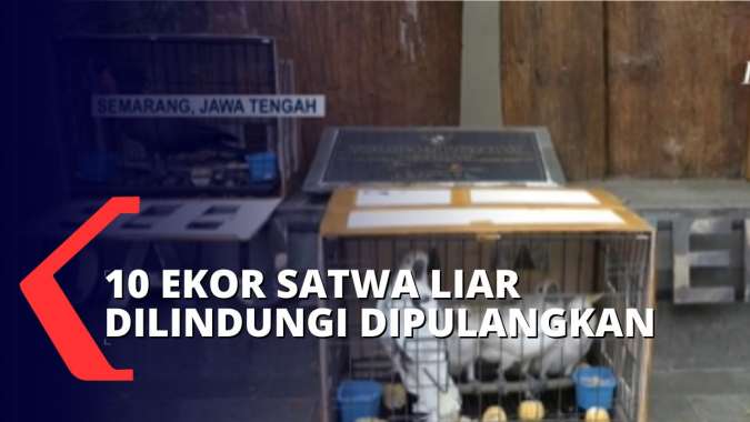 Pemilik Tak Miliki Izin, BKSDA Jateng Akan Pulangkan Kembali Satwa Liar ...